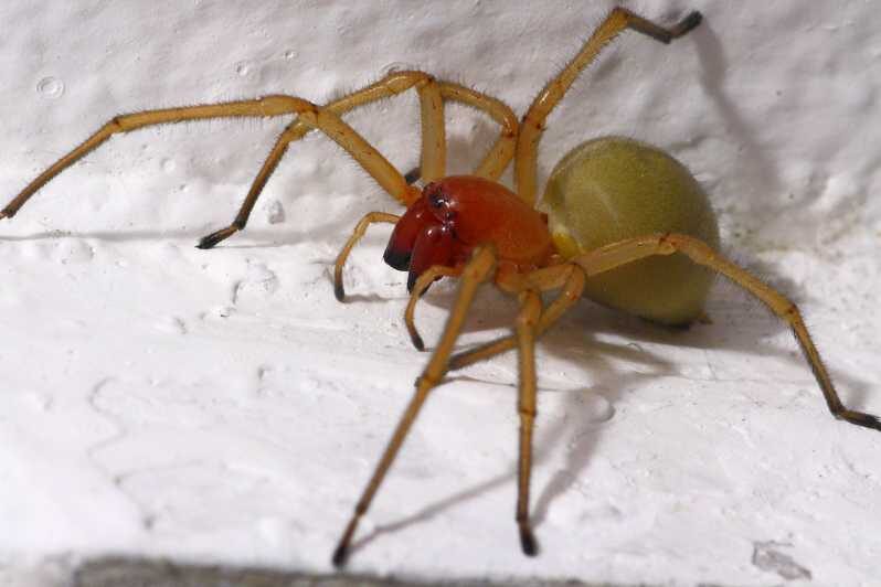 SPIDERS - WATCHING - Who Should Consider This Tour?