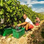 Split or Trogir: Krka Waterfalls & Wine and Food tasting - What Makes This Tour Stand Out?