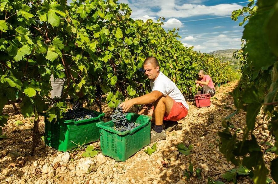 Split or Trogir: Krka Waterfalls & Wine and Food tasting - What Makes This Tour Stand Out?