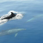 Split: Private Blue Lagoon 3 islands with speed boat - The Practical Side: What’s Included & What to Consider