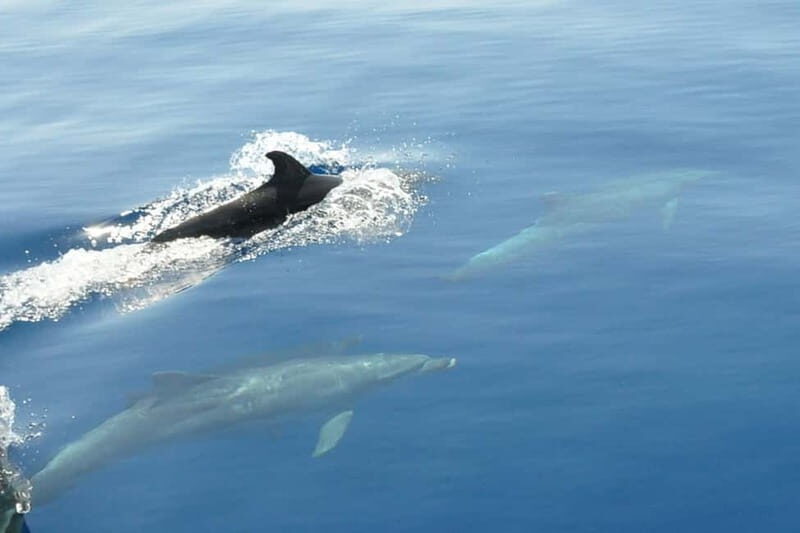 Split: Private Blue Lagoon 3 islands with speed boat - The Practical Side: What’s Included & What to Consider