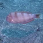 SSI basic diver In Tenerife - 2 Dives - Authentic Experiences from Travelers