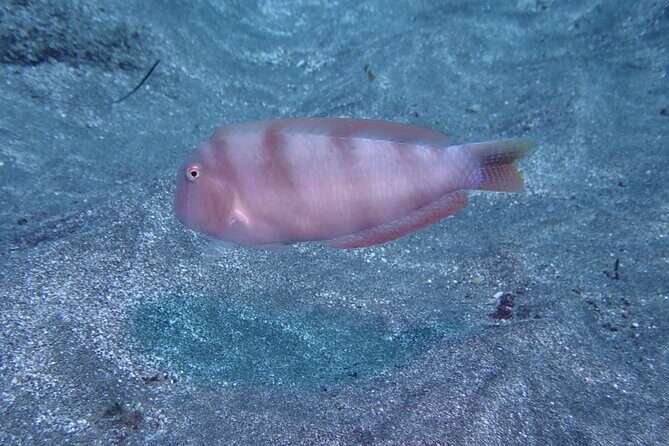 SSI basic diver In Tenerife - 2 Dives - Authentic Experiences from Travelers