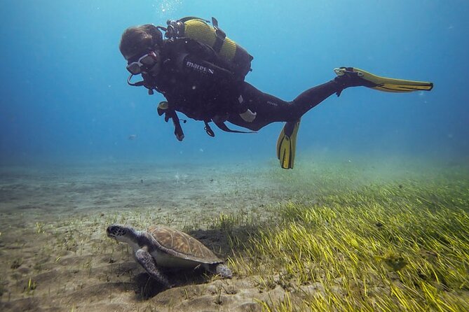 SSI Open Water, South Tenerife - Why Choose This Course in South Tenerife?