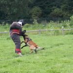 stag dog chase Krakow prank - The Experience: Safe, Private, and Child-Free