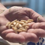 Stintino: Italian cuisine in a villa - Analyzing the Value
