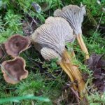 Stockholm, Mushroom and Wild Plant Foraging Tour with expert - Detailed Breakdown of the Itinerary