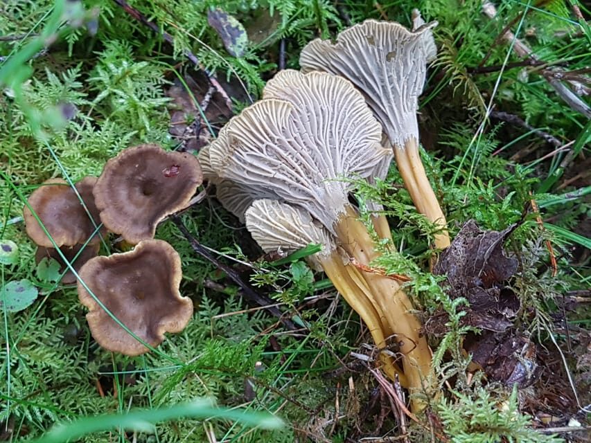 Stockholm, Mushroom and Wild Plant Foraging Tour with expert - Detailed Breakdown of the Itinerary