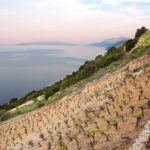 Ston oysters and wine tasting tour from Dubrovnik - The Experience: A Deep Dive into the Tour