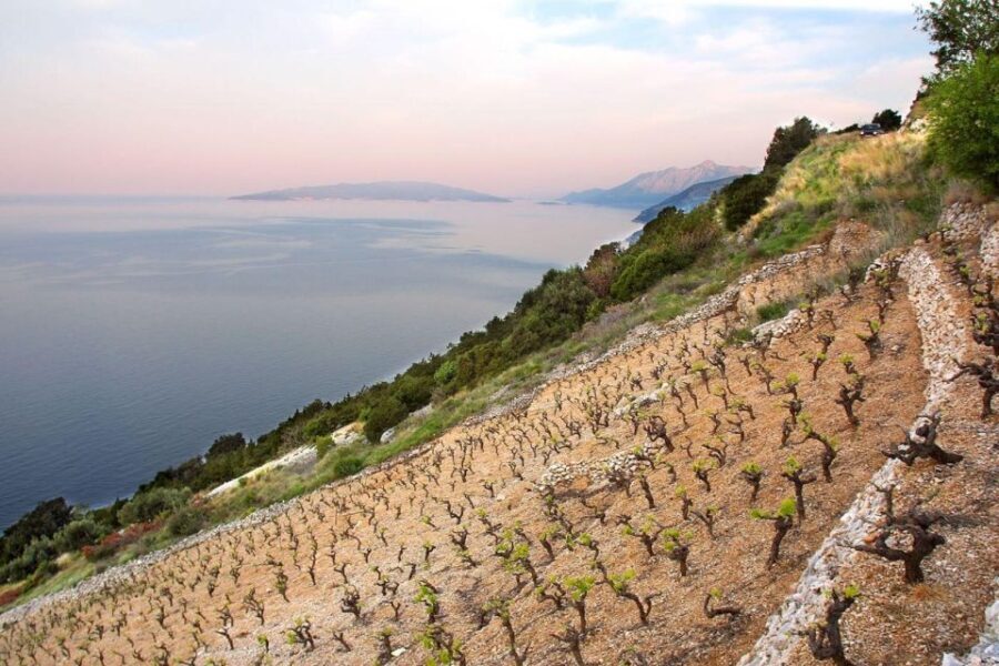 Ston oysters and wine tasting tour from Dubrovnik - The Experience: A Deep Dive into the Tour
