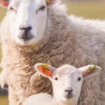 Stonehenge, Bath, Windsor, Cotswolds Villages - Who Will Love This Tour?
