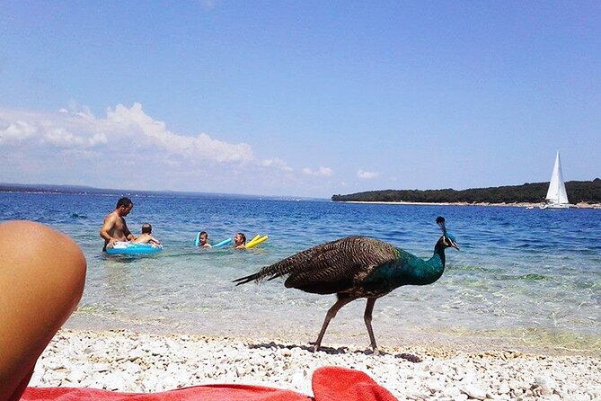 Stop on Island & National Park Day Cruise with Lunch Drinks - Key Points
