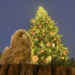 Strasbourg: Christmas Walking Tour with Mulled Wine - The Practicalities: What You Need to Know