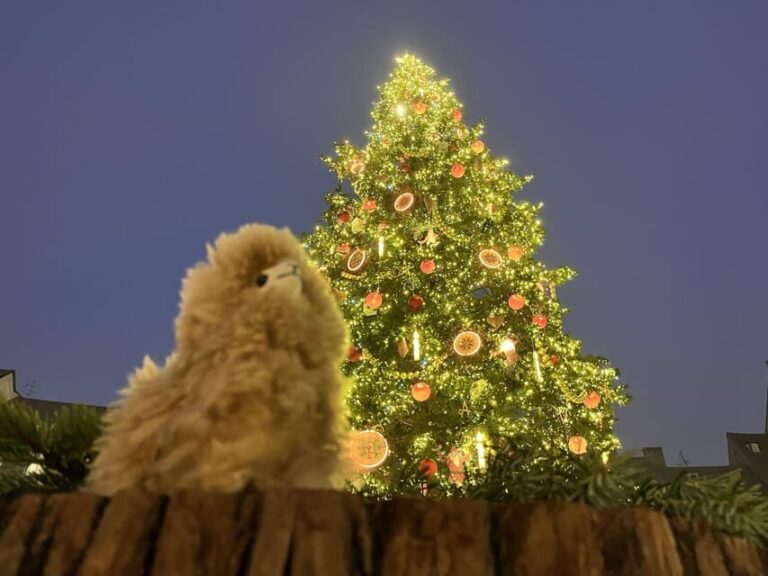 Strasbourg: Christmas Walking Tour with Mulled Wine - The Practicalities: What You Need to Know