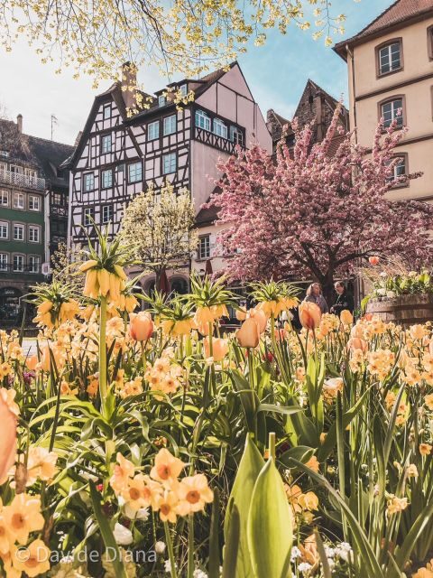 Strasbourg: Gastronomic and Walking Tour in the Old Town - Who Will Enjoy This Tour?