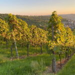 Stuttgart: After work wine walk with tasting - Why this Experience Matters for Travelers