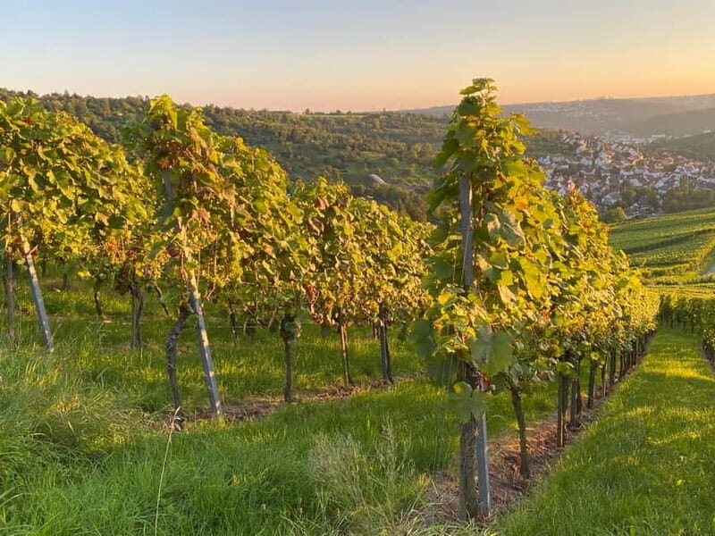 Stuttgart: After work wine walk with tasting - Why this Experience Matters for Travelers