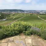 Stuttgart: E-bike wine tour including tasting - What the Tour Entails: A Detailed Breakdown