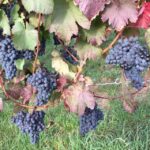 Stuttgart: Guided Wine Walk & Wine Tasting - A Deep Dive into the Stuttgart Wine Walk & Tasting