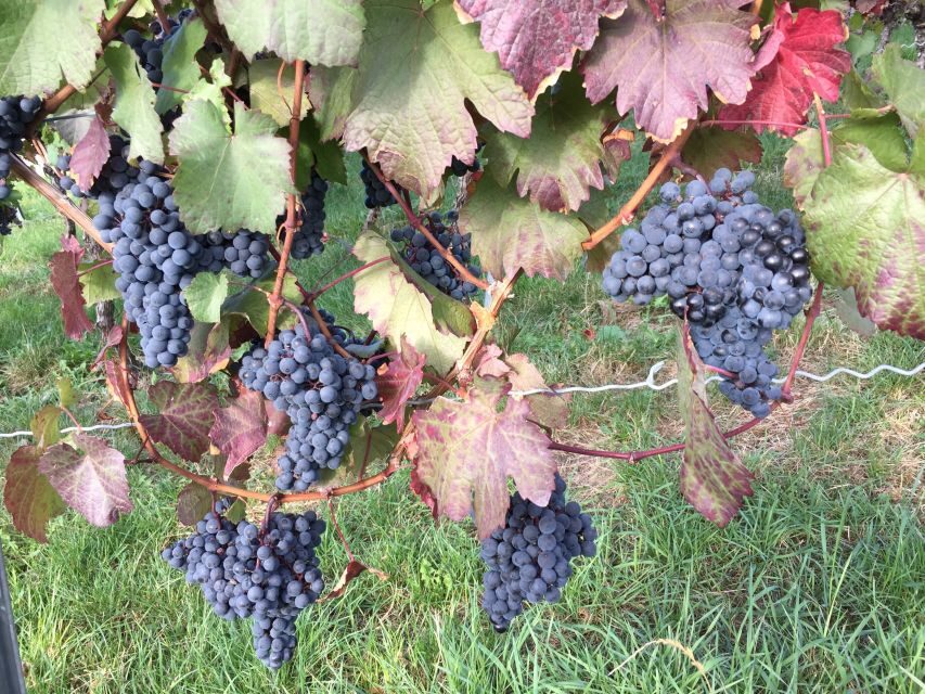 Stuttgart: Guided Wine Walk & Wine Tasting - A Deep Dive into the Stuttgart Wine Walk & Tasting