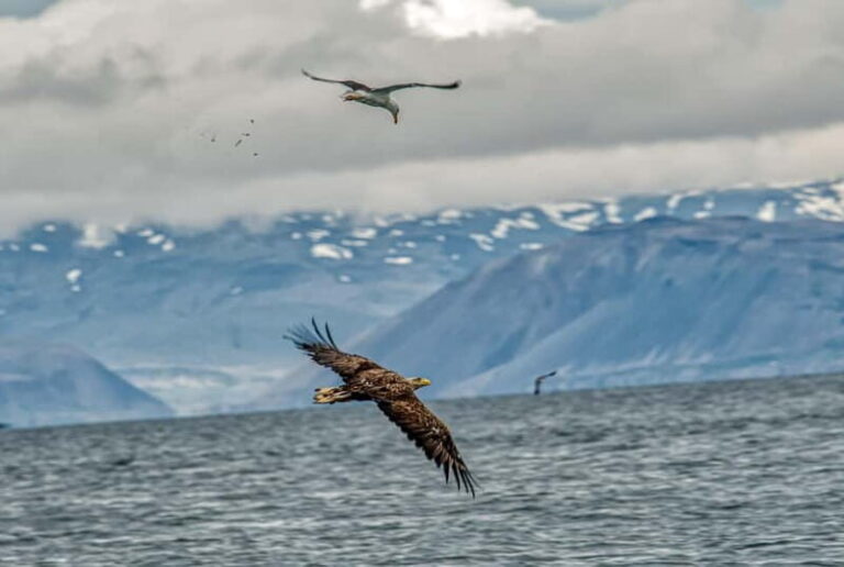 Stykkishólmur: Puffin and Wildlife Boat Tour - The Itinerary: What to Expect