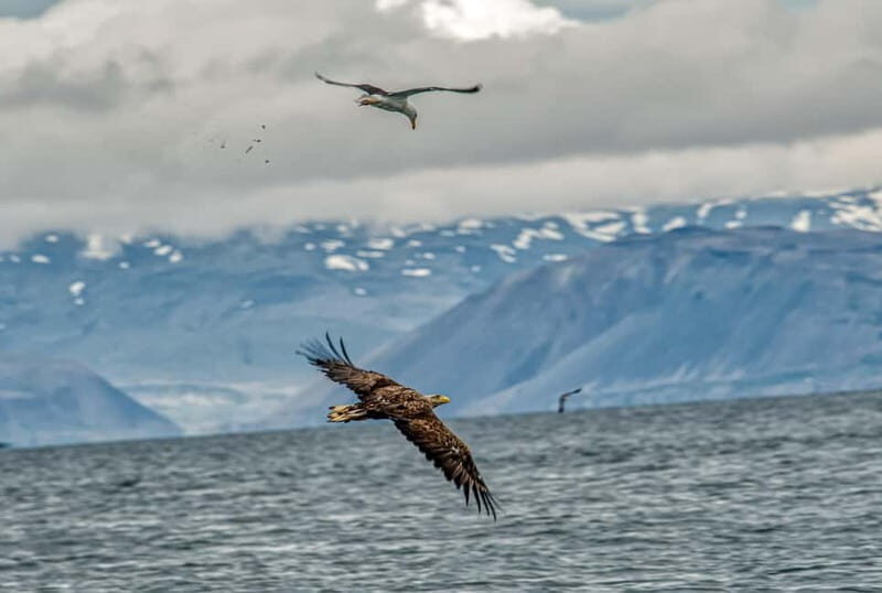Stykkishólmur: Puffin and Wildlife Boat Tour - The Itinerary: What to Expect