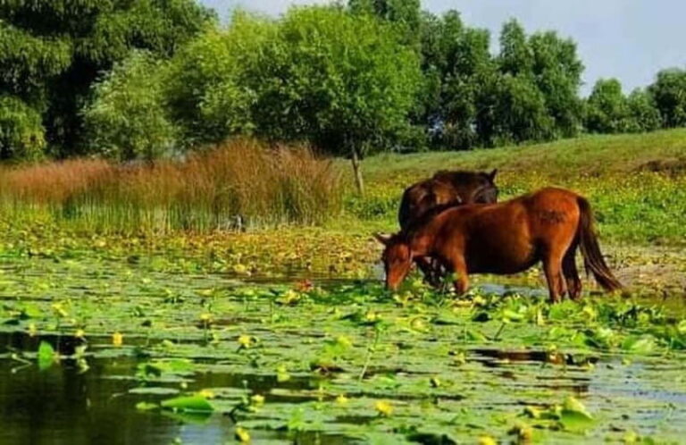 Sulina: Letea Forest Day Trip - Practical Details and What to Expect