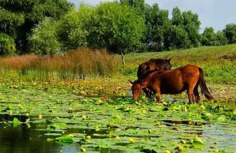 Sulina: Letea Forest Day Trip - Practical Details and What to Expect
