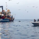 Sunrise Dolphins & Fishermen at Work speedboat tour in Rovinj - What to Expect on the Tour