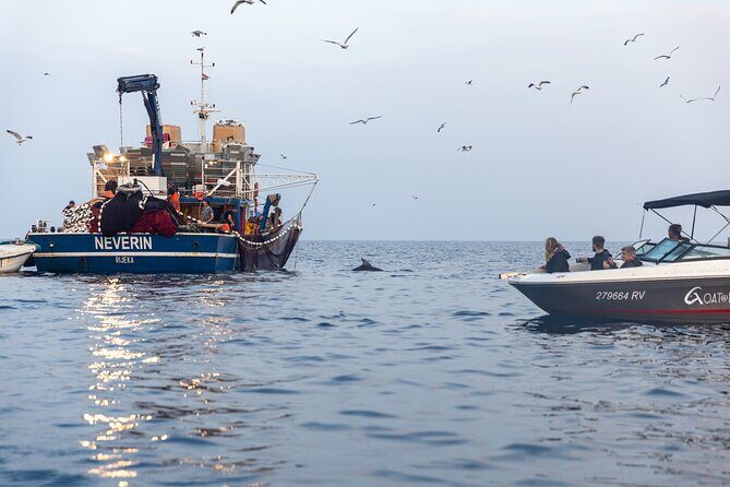 Sunrise Dolphins & Fishermen at Work speedboat tour in Rovinj - What to Expect on the Tour