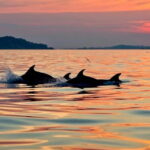 Sunrise Kayak Tour with Snorkeling and Coffee Experience - The Practical Aspects