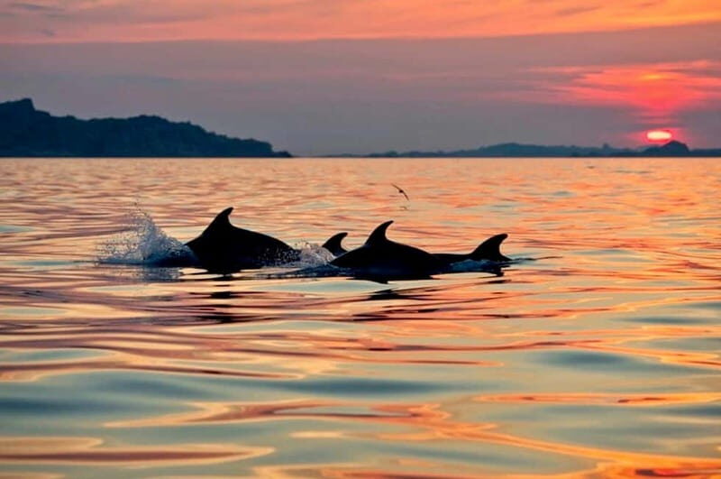 Sunrise Kayak Tour with Snorkeling and Coffee Experience - The Practical Aspects