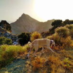 Sunset Hike & Summit Sierra Nevada with pup - An Authentic Sierra Nevada Experience in a Comfortable Pace