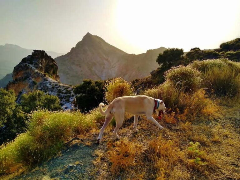 Sunset Hike & Summit Sierra Nevada with pup - An Authentic Sierra Nevada Experience in a Comfortable Pace