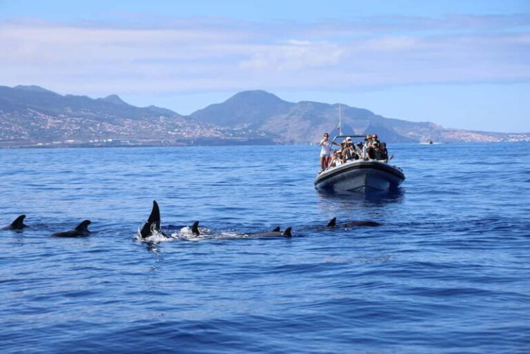 Sunset Trip + Dolphin & Whale Watching - Speed Boat - The Experience: Highlights and Challenges