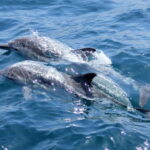 Sunshine Cruise from Halkidiki - What’s Included and What You Should Budget For