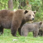 Suomussalmi, Finland: Bear Watching and photography night - An In-Depth Look at the Bear Watching Tour in Suomussalmi