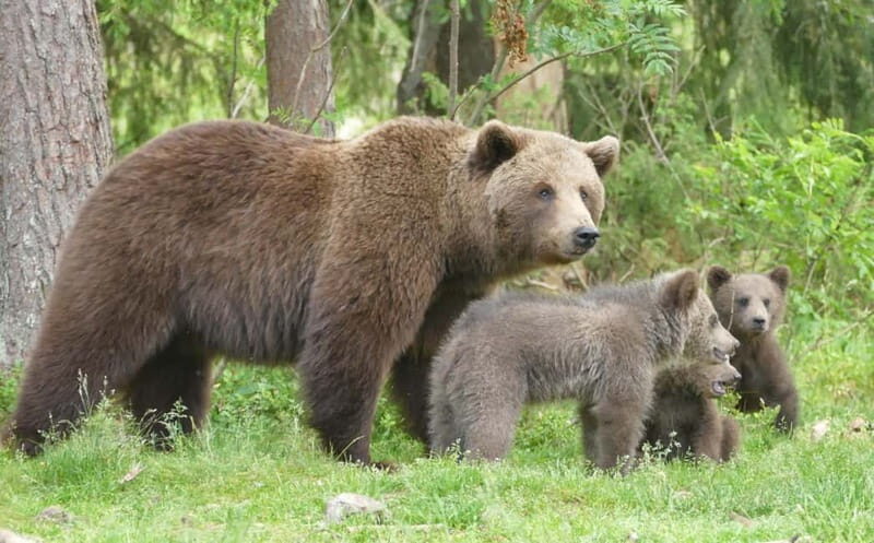 Suomussalmi, Finland: Bear Watching and photography night - An In-Depth Look at the Bear Watching Tour in Suomussalmi