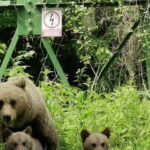 SUPER TOUR: Top Gear Road with Wild Bears Sightseeing - In-Depth Look at Each Stop