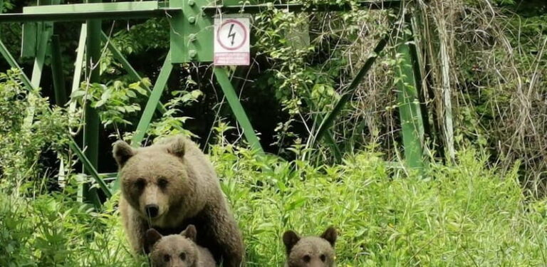 SUPER TOUR: Top Gear Road with Wild Bears Sightseeing - In-Depth Look at Each Stop