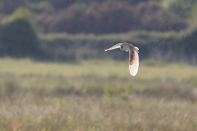 Sussex Birdwatching Private Guided Day Tour - An In-Depth Review of the Sussex Birdwatching Tour