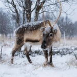 Svolvær: Sami Culture and Reindeer Experience - Analyzing Value and Practicalities