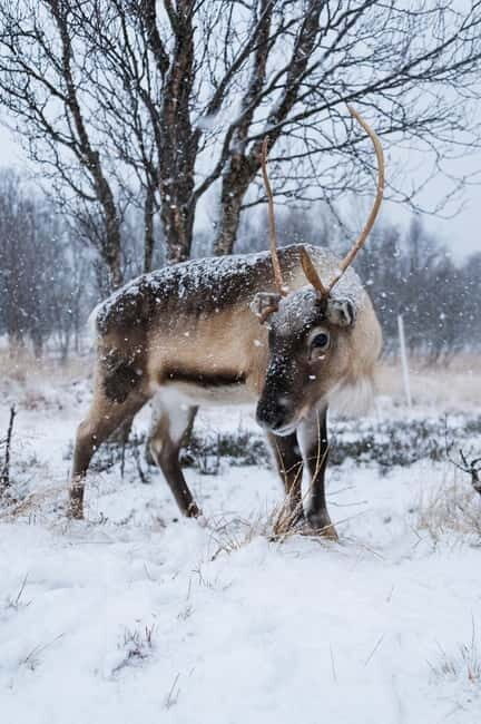Svolvær: Sami Culture and Reindeer Experience - Analyzing Value and Practicalities