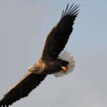 Svolvær: White-Tailed Eagle Safari with professional RIB - Cruising Through Trollfjord and Raftsundet