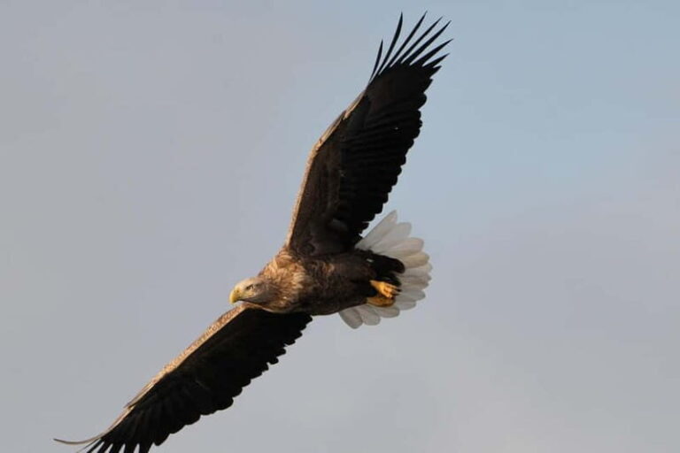 Svolvær: White-Tailed Eagle Safari with professional RIB - Cruising Through Trollfjord and Raftsundet