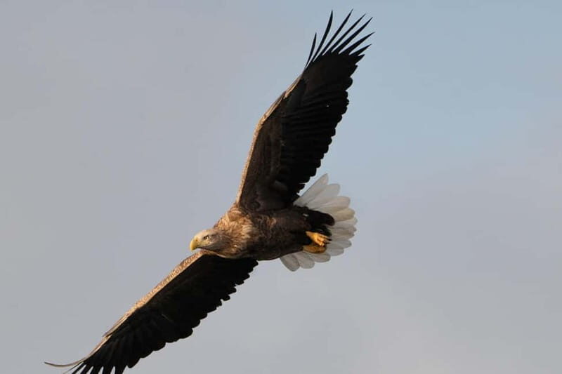 Svolvær: White-Tailed Eagle Safari with professional RIB - Cruising Through Trollfjord and Raftsundet