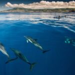 Swimming with Dolphins in Terceira Island - Who Should Consider This Tour?
