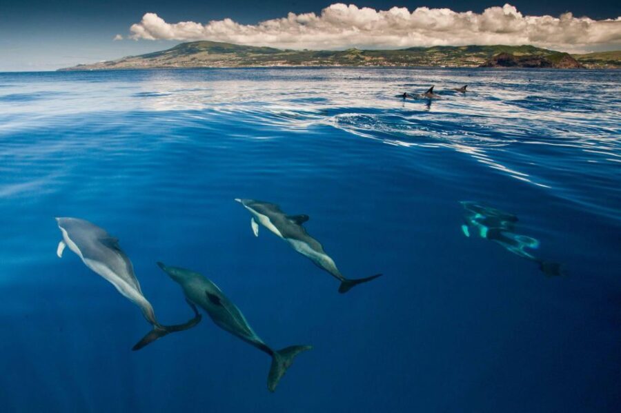 Swimming with Dolphins in Terceira Island - Who Should Consider This Tour?