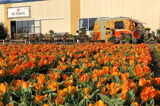 Taking Pictures in the Tulip Field at De Tulperij - Addressing the Reviews: Highlights and Drawbacks
