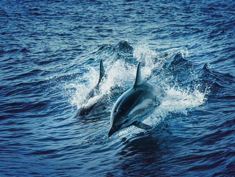 Taormina and Giardini Naxos: 2 Hour Dolphin Tour & Grotto - An In-Depth Look at the Tour Experience